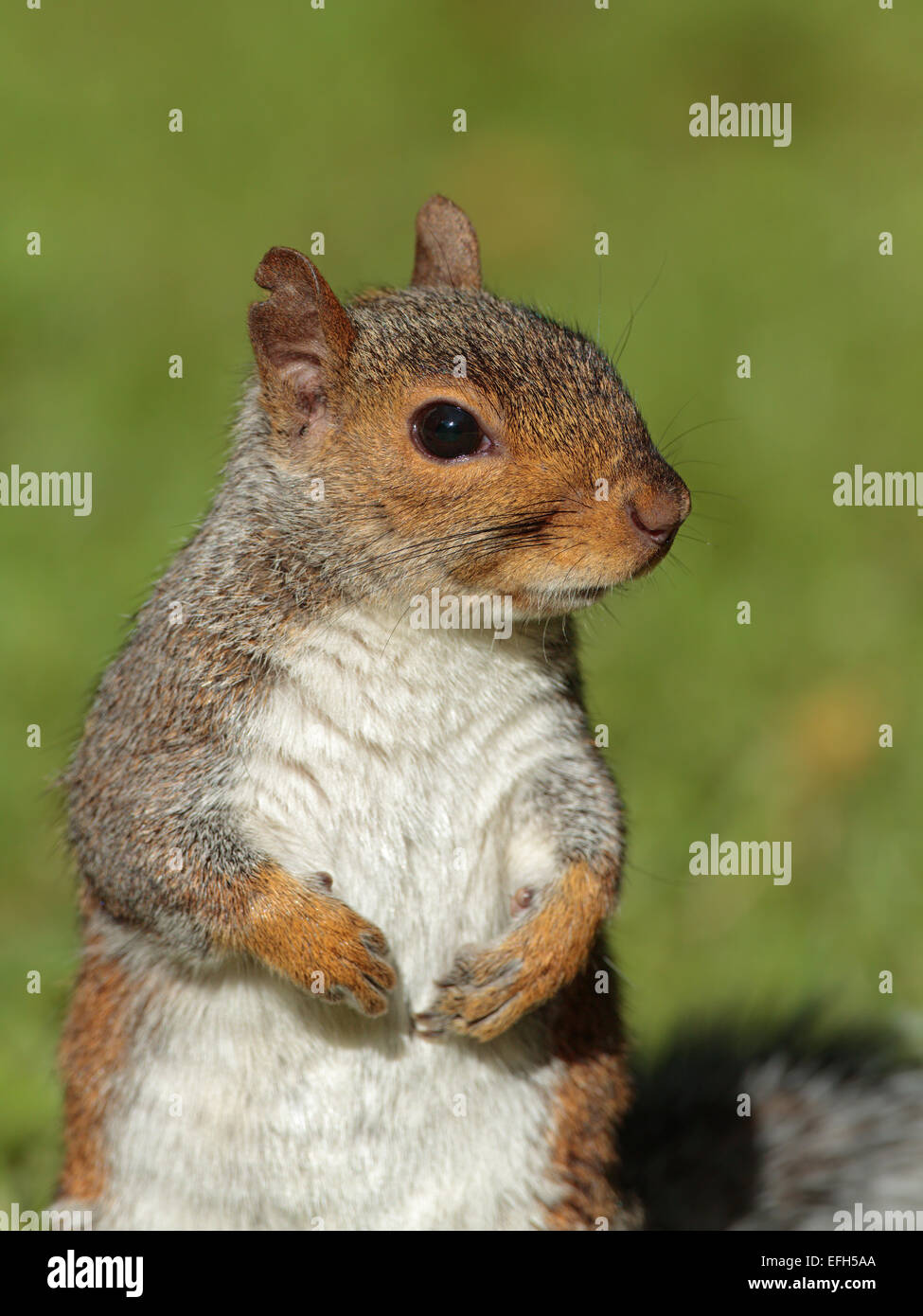 Grey squirrel standing up looking hi-res stock photography and images ...