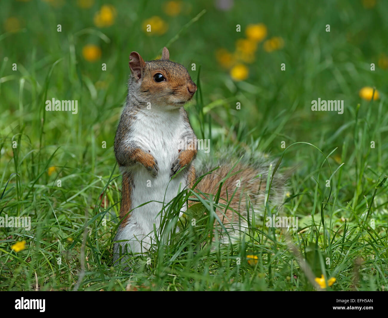 Grey squirrel standing upright hi-res stock photography and images - Alamy