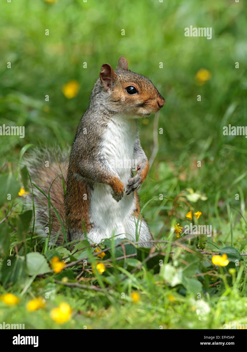Squirrel standing in grass hi-res stock photography and images - Alamy