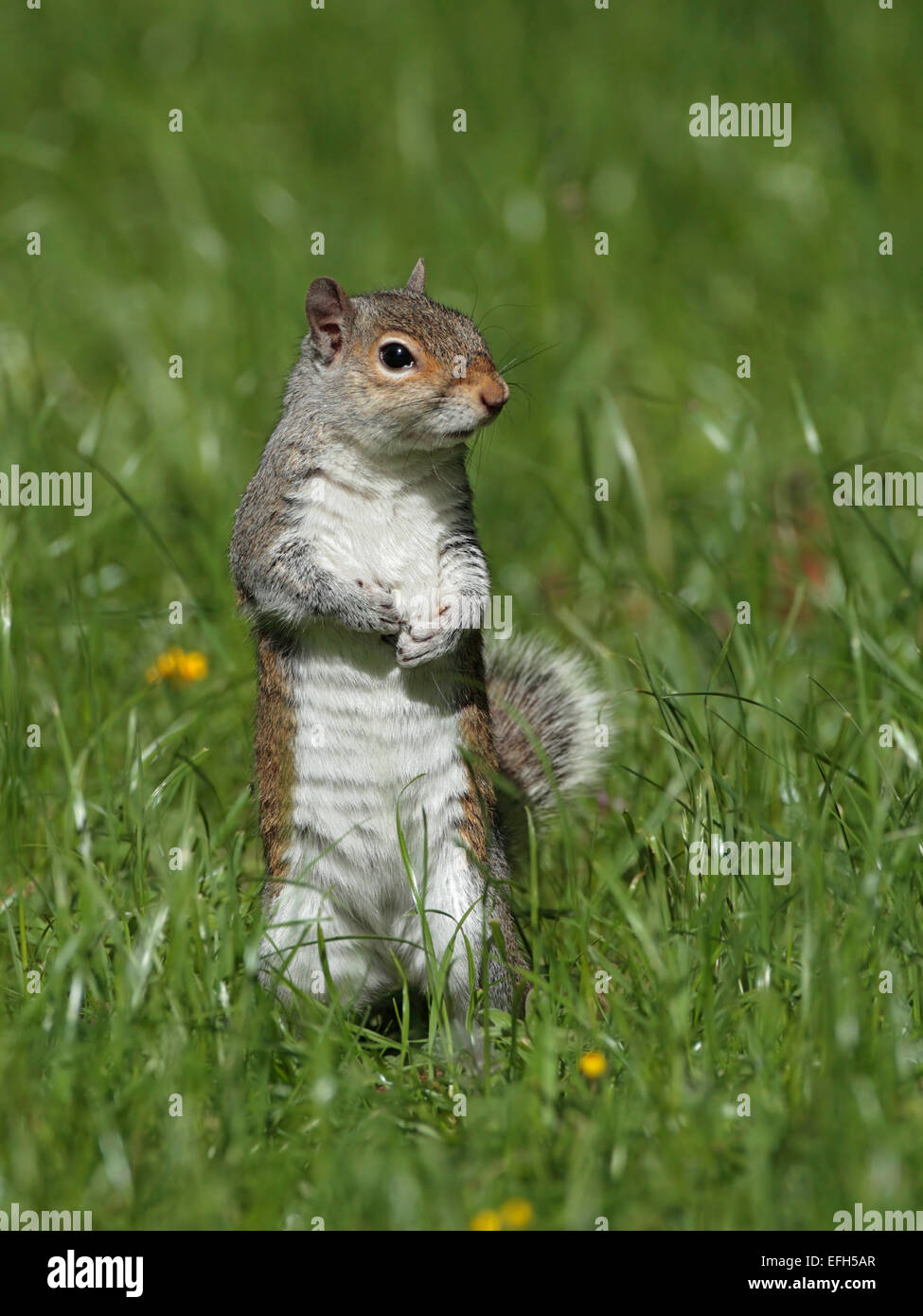 Grey Squirrel standing in long grass, looking alert Stock Photo - Alamy