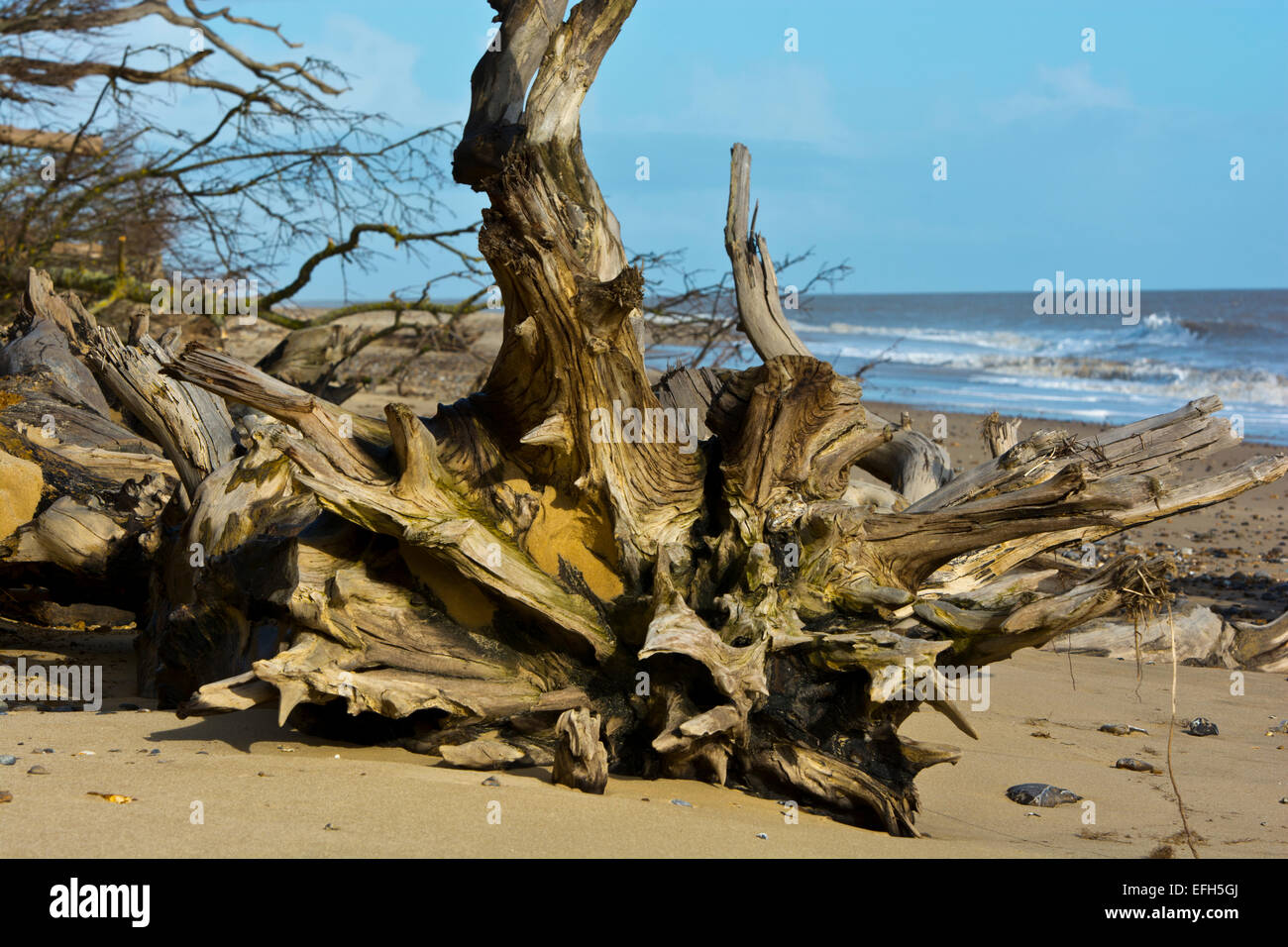 Tree Wood Shore Beaches