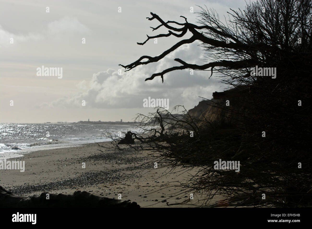 trees on beach Coastal erosion collapsed sand cliffs Stock Photo - Alamy