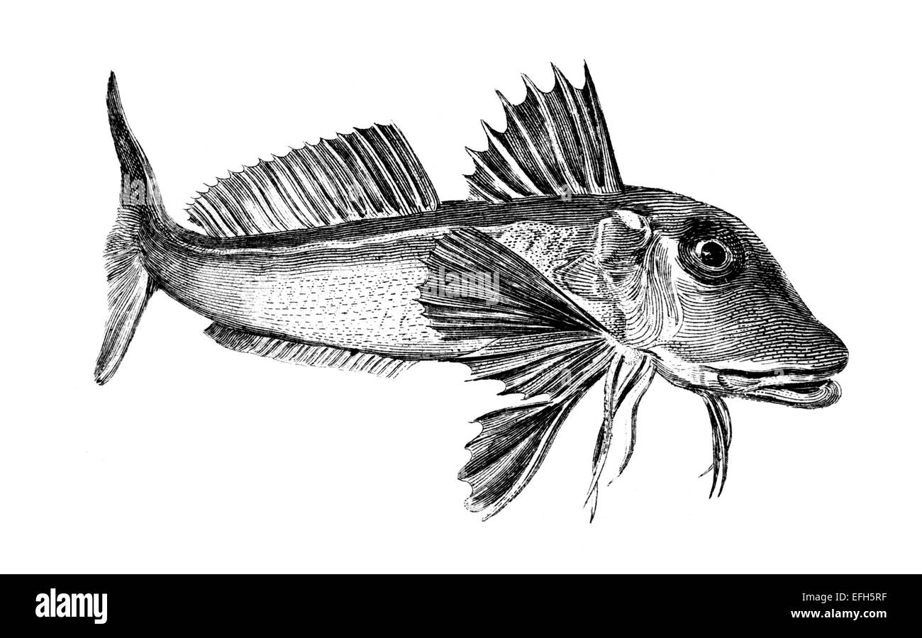 Victorian engraving of a red gurnard fish. Digitally restored image ...