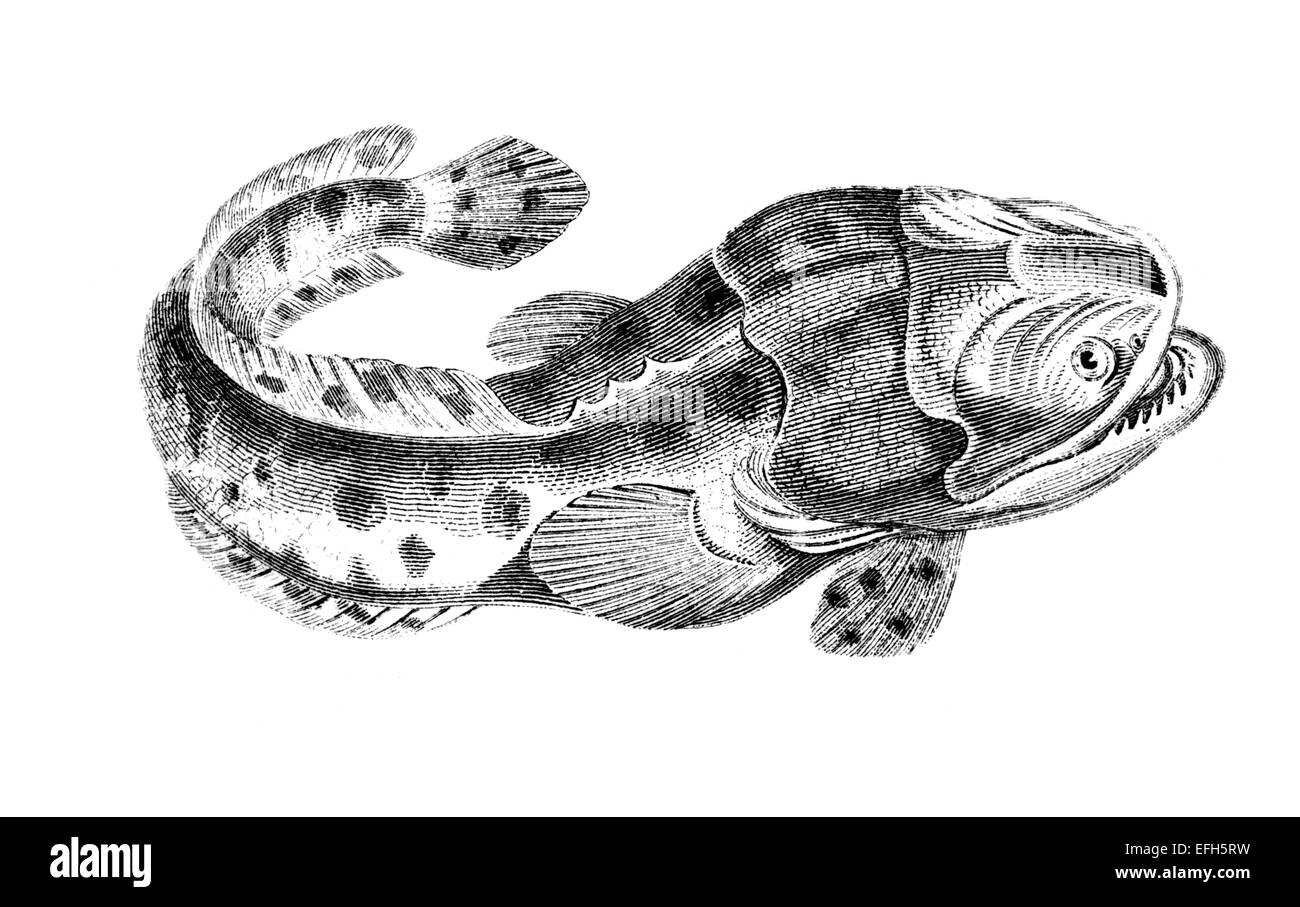 Oyster Toadfish Drawing