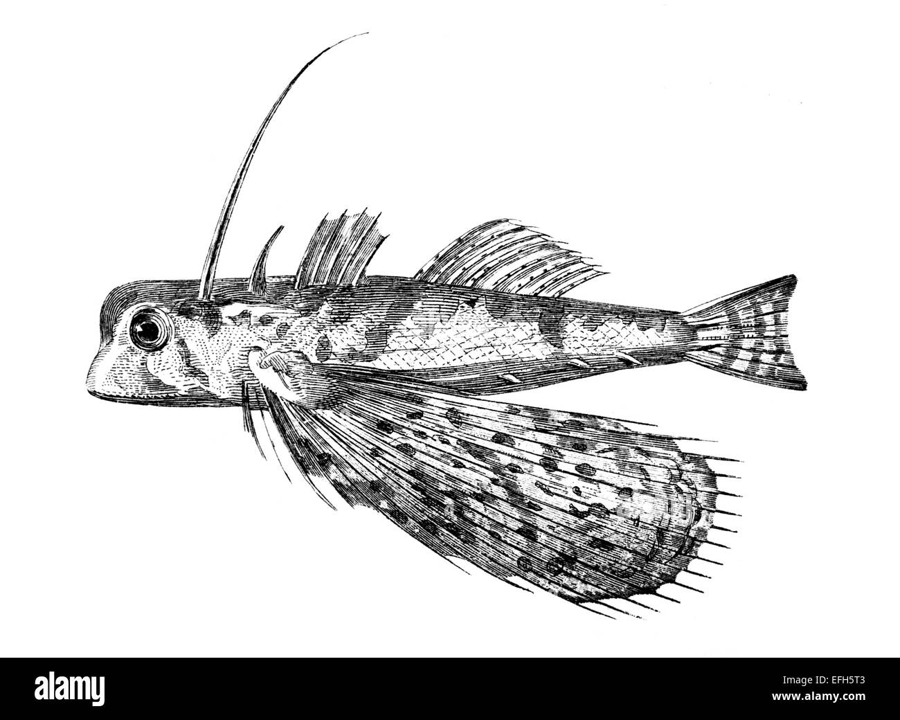 Flying gurnard fish Cut Out Stock Images & Pictures - Alamy