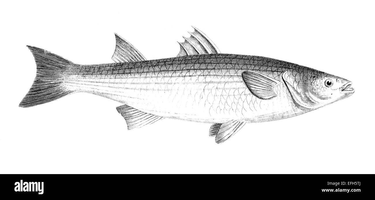 Victorian engraving of a grey mullet. Digitally restored image from a ...