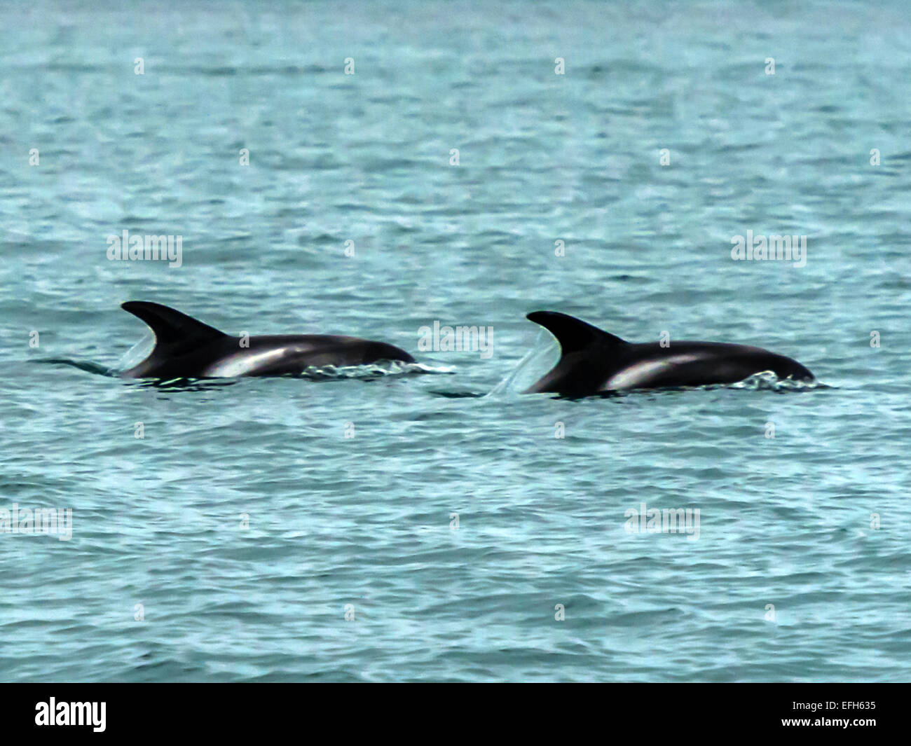 White beaked dolphin iceland hi-res stock photography and images - Alamy