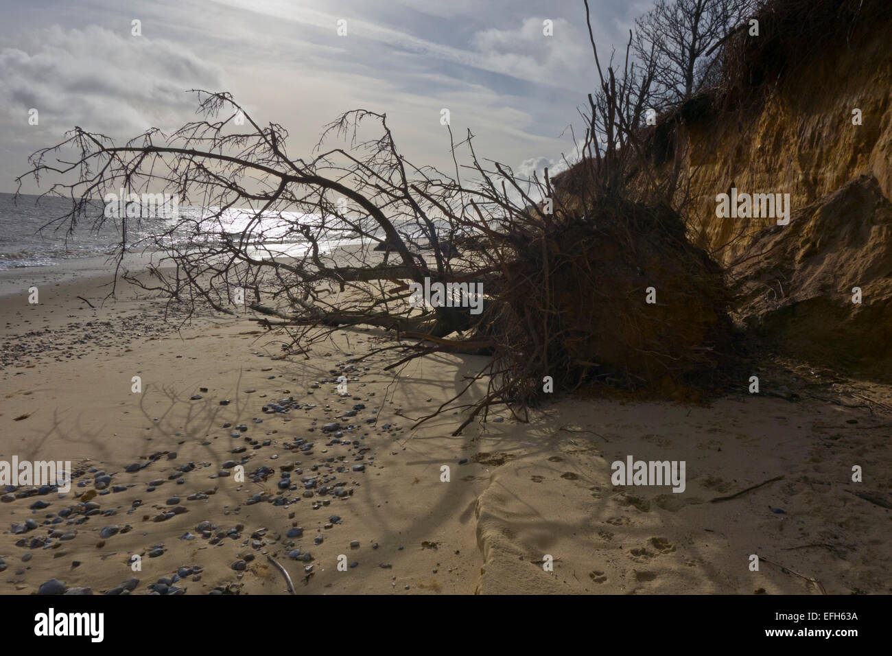 tree on beach Coastal erosion collapsed sand cliffs Stock Photo - Alamy