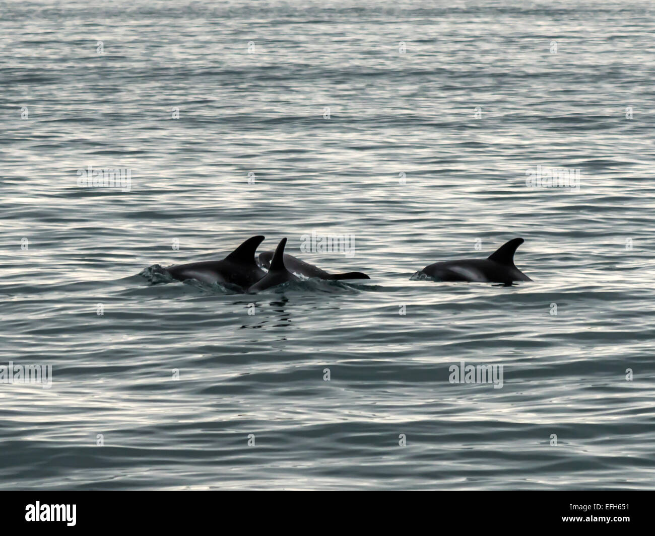 Abstract dolphin hi-res stock photography and images - Alamy