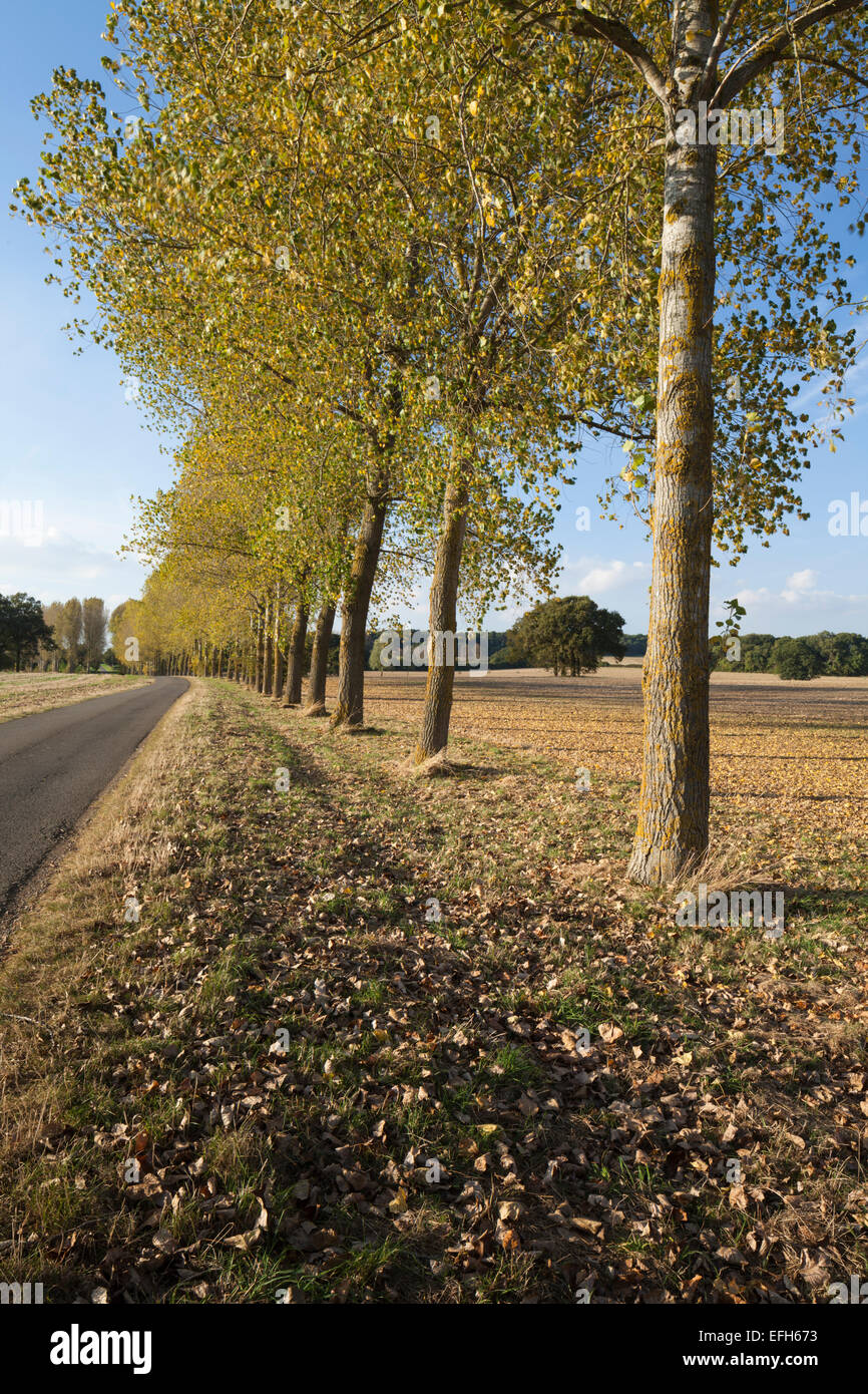 Lime tilia cordata autumn tree hi-res stock photography and images - Alamy