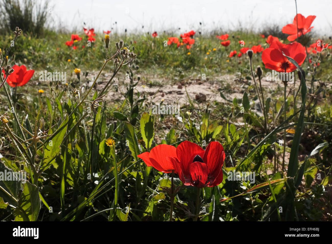 Beeri forest hi-res stock photography and images - Alamy