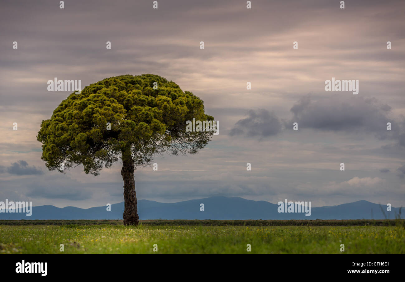 Summer landscape lonely pine hi-res stock photography and images - Alamy