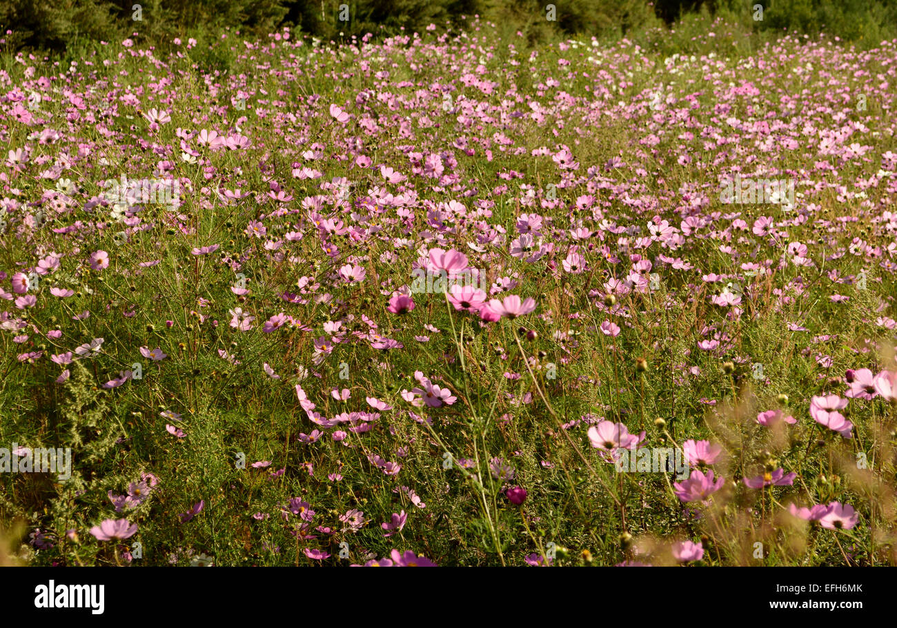 Wild Cosmos flowers Stock Photo - Alamy