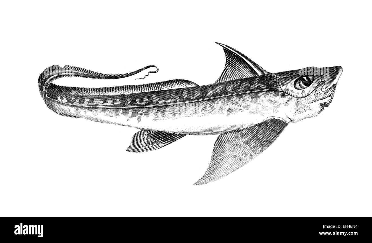 Rabbit fish hi-res stock photography and images - Alamy