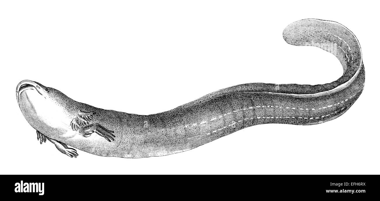 Realistic Eel Drawing