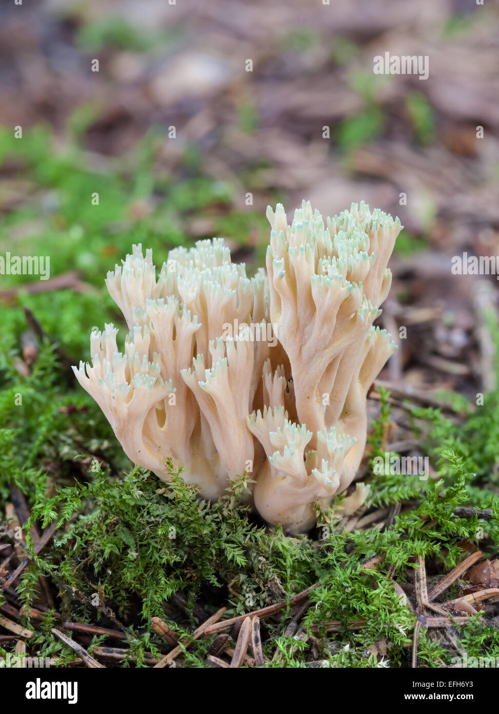 Ramaria apiculata fungus Stock Photo - Alamy