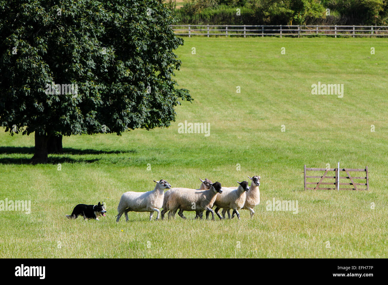 Working with sheep border collie hi-res stock photography and images ...