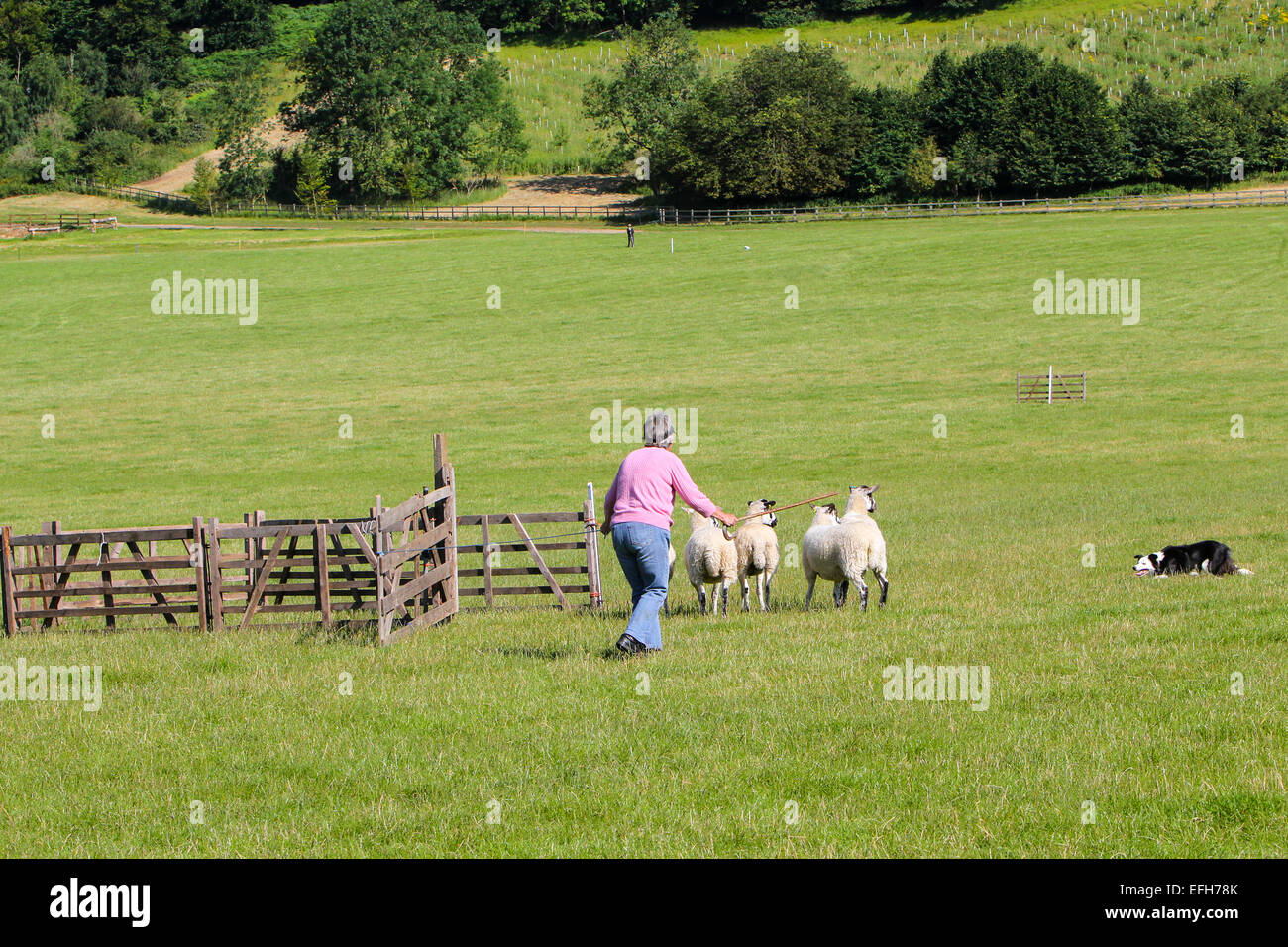 Sheepdog herding sheep hi-res stock photography and images - Alamy