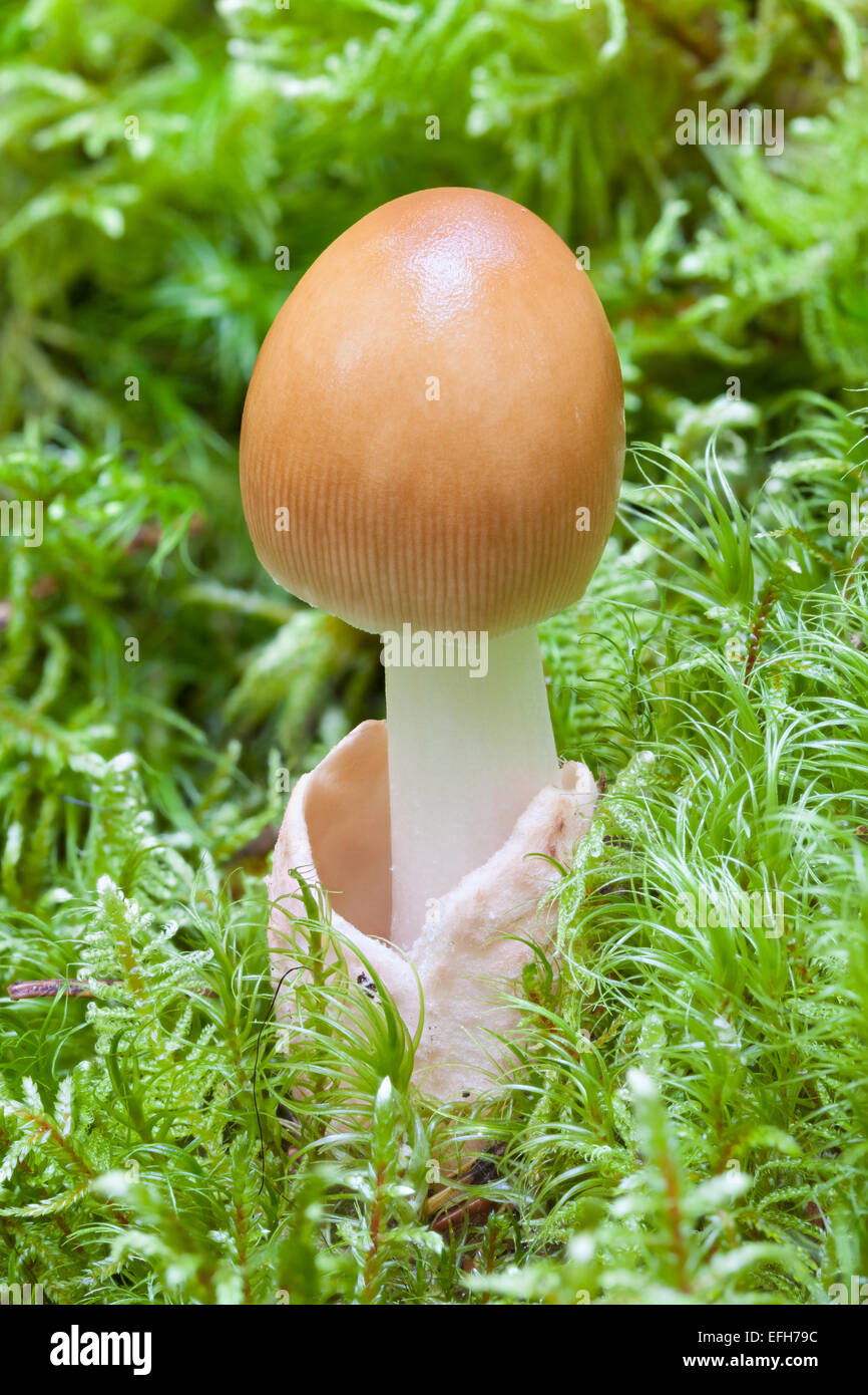 Grisette hi-res stock photography and images - Alamy