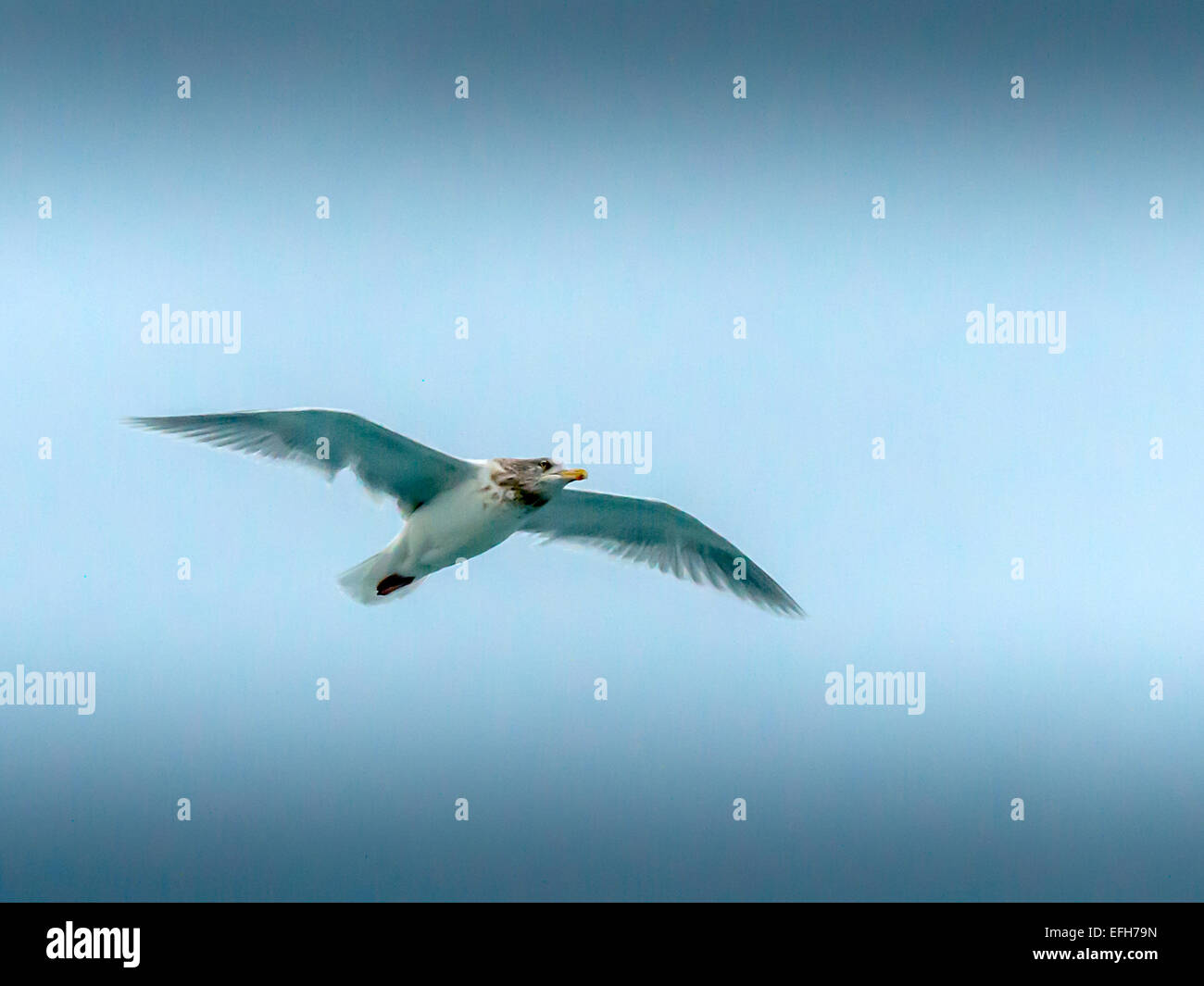 Glaucous gull [Larus hyperboreus] is a large gull which breeds in the ...
