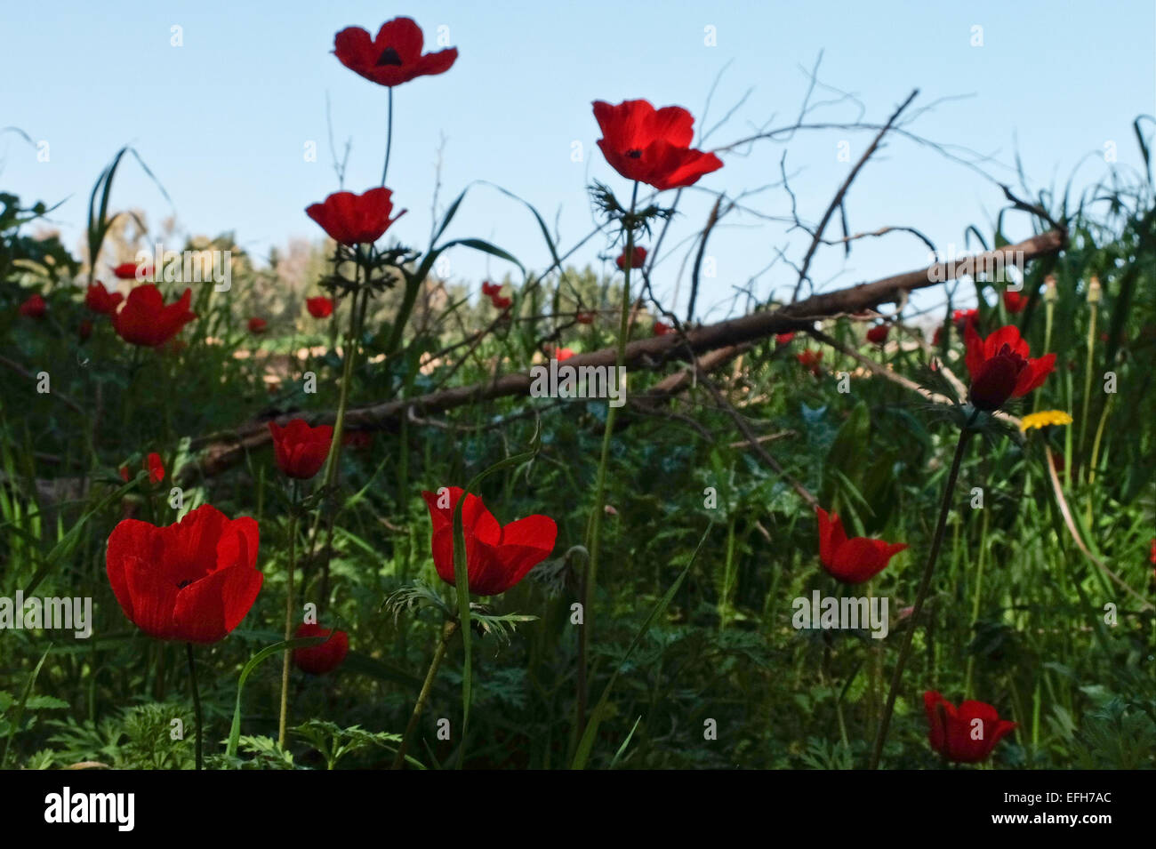 Western Negev, Israel. 4th February, 2015. Blossoming carpets of wild ...