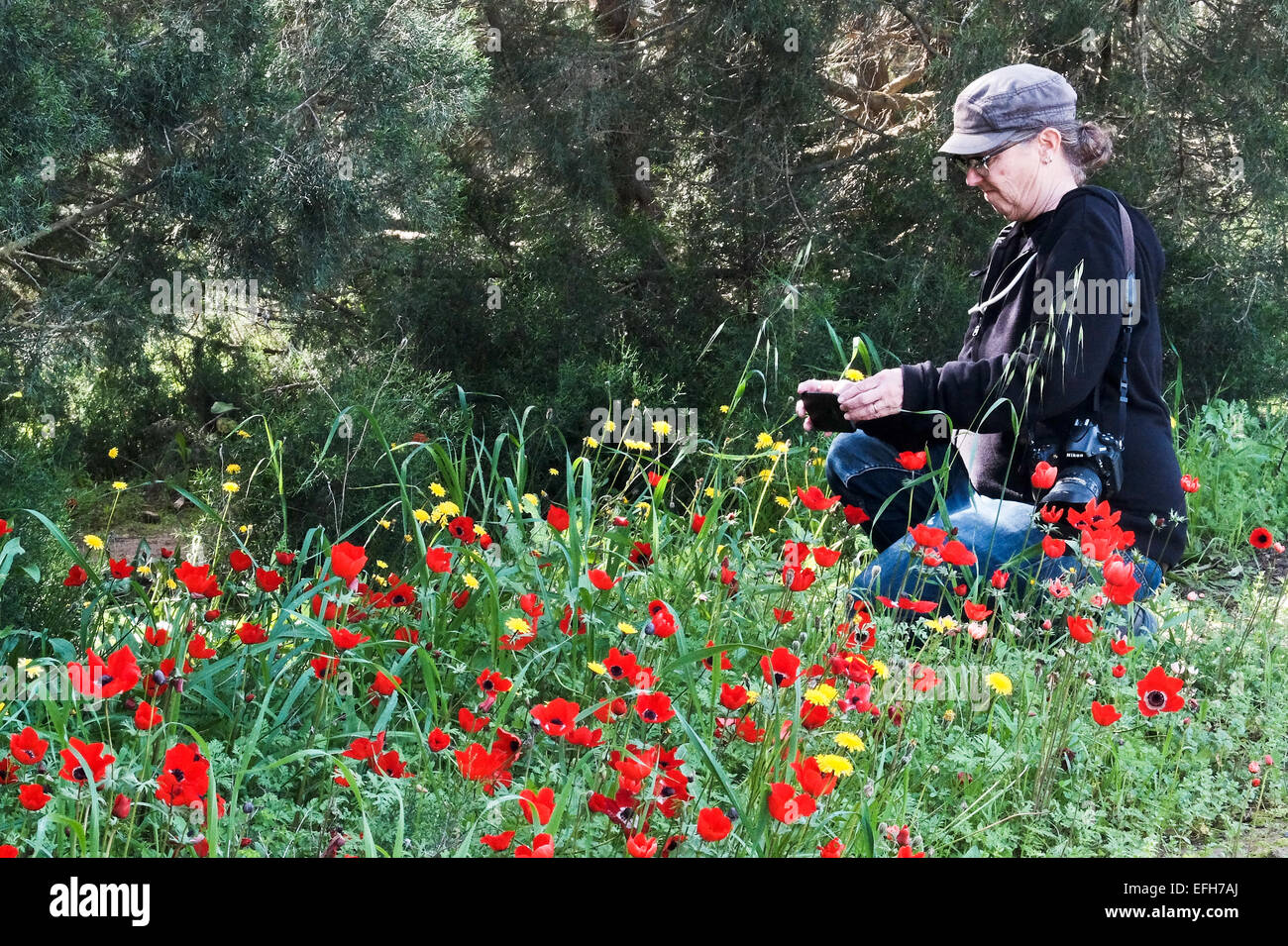 Western Negev, Israel. 4th February, 2015. Blossoming carpets of wild ...
