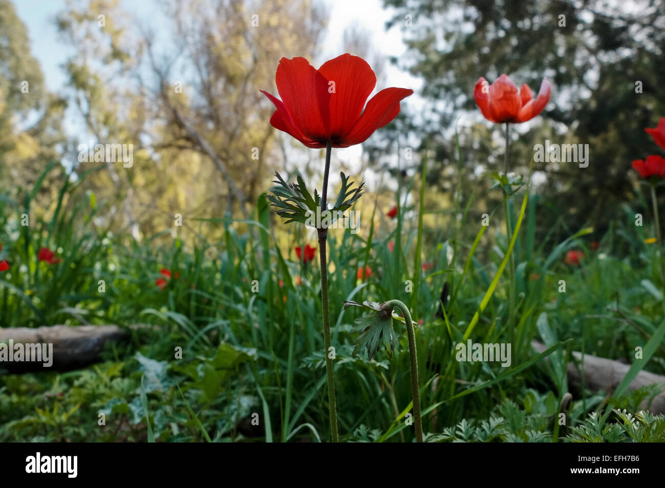 Western Negev, Israel. 4th February, 2015. Blossoming carpets of wild ...