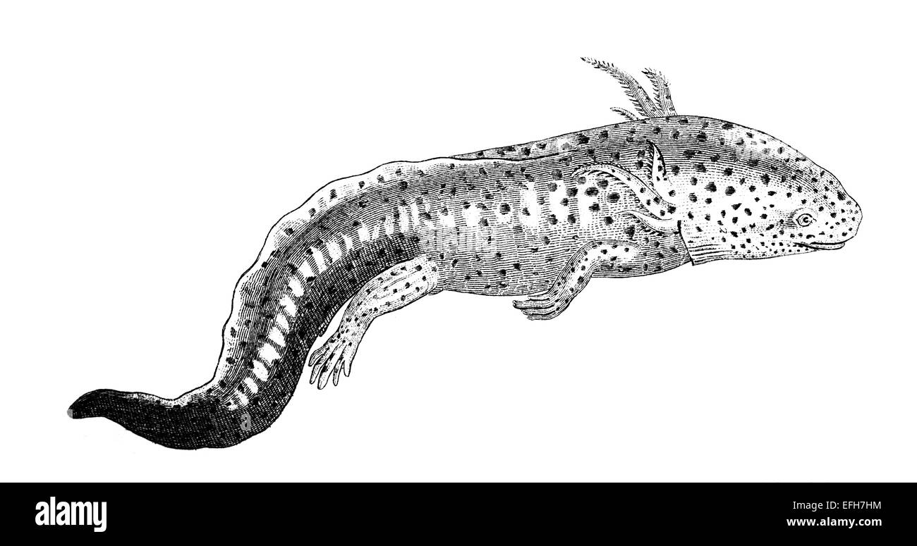 Copyright 1881 Cut Out Stock Images & Pictures - Alamy