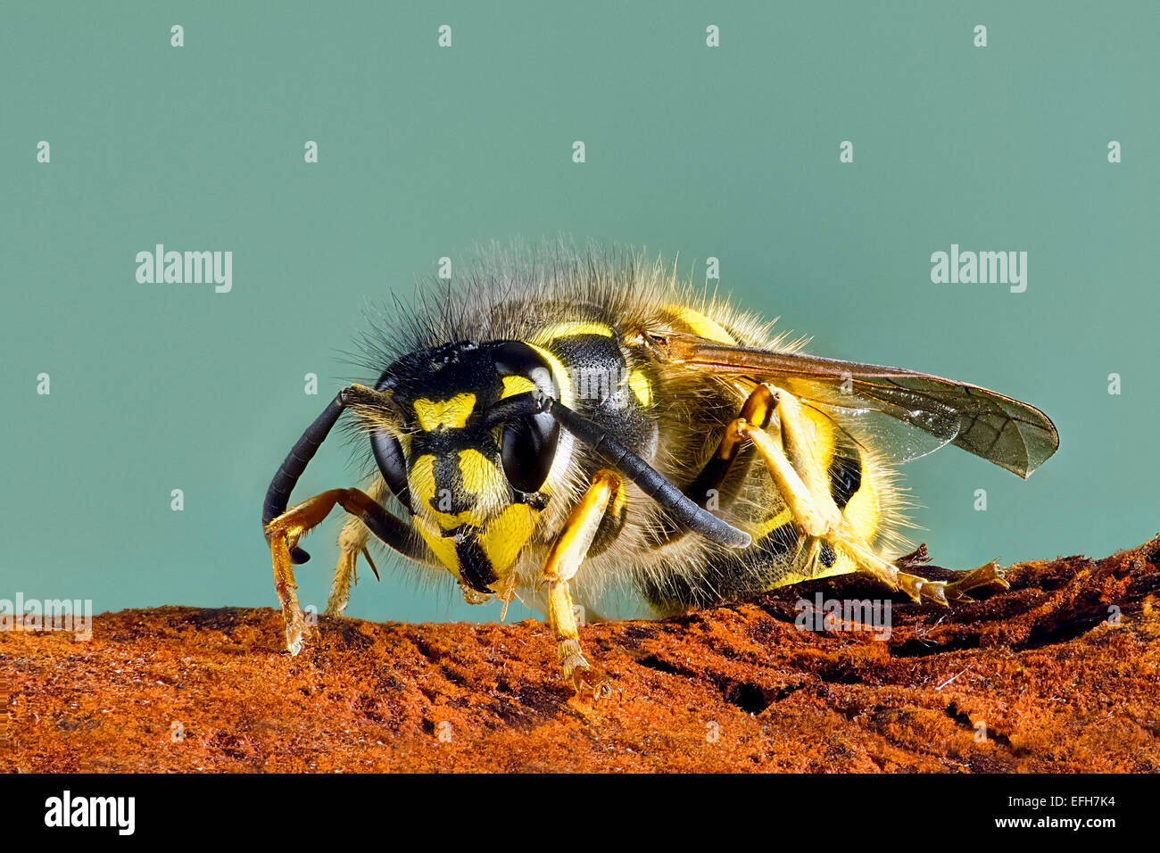 Wasp uk close up hi-res stock photography and images - Alamy