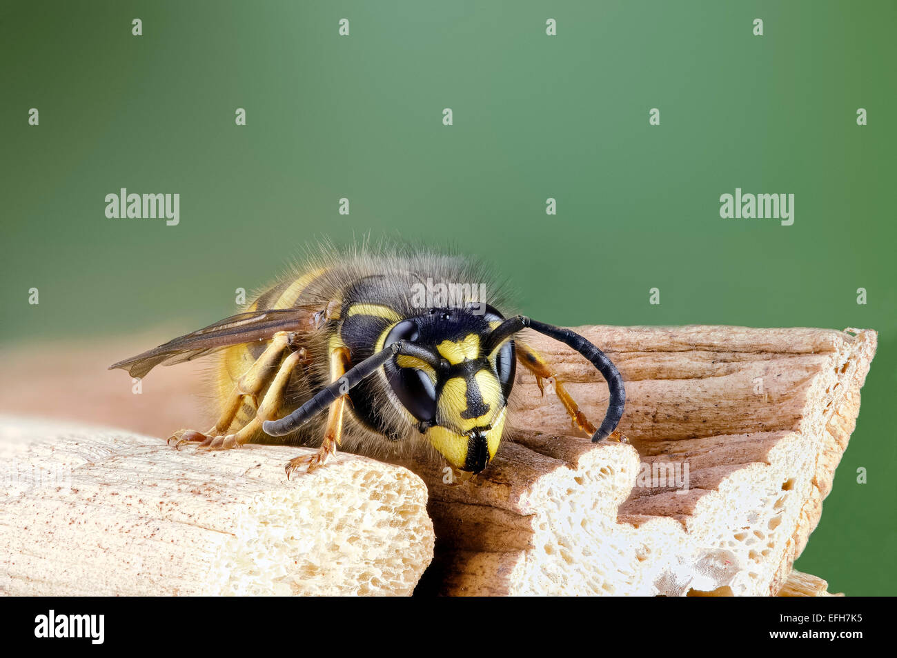 Uk wasps insect hi-res stock photography and images - Alamy