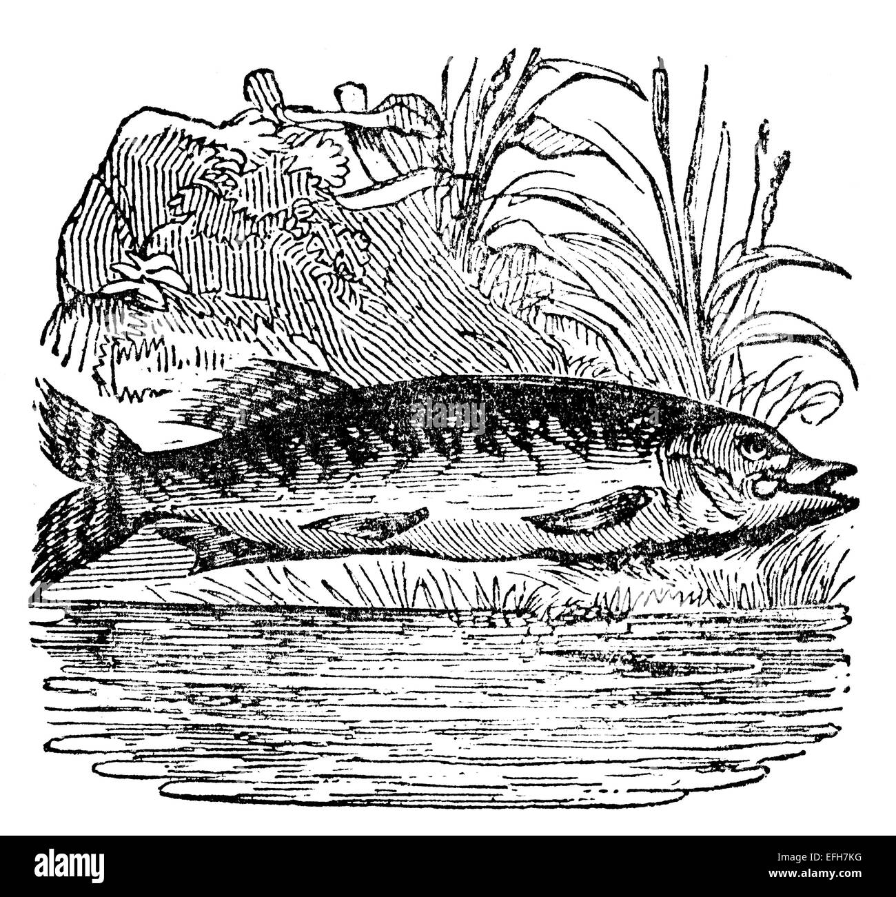 Pike Fish Illustration Stock Photos & Pike Fish Illustration Stock ...