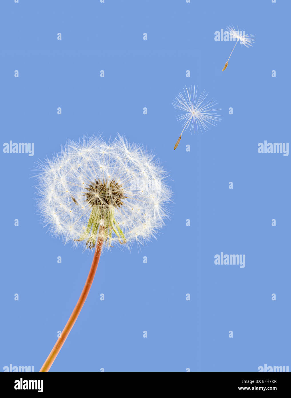 Dandelion seeds blowing away from plant against a plain blue background ...