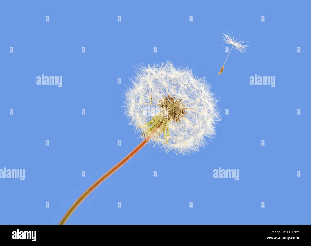 Dandelion seeds blowing away from plant against a plain blue background ...