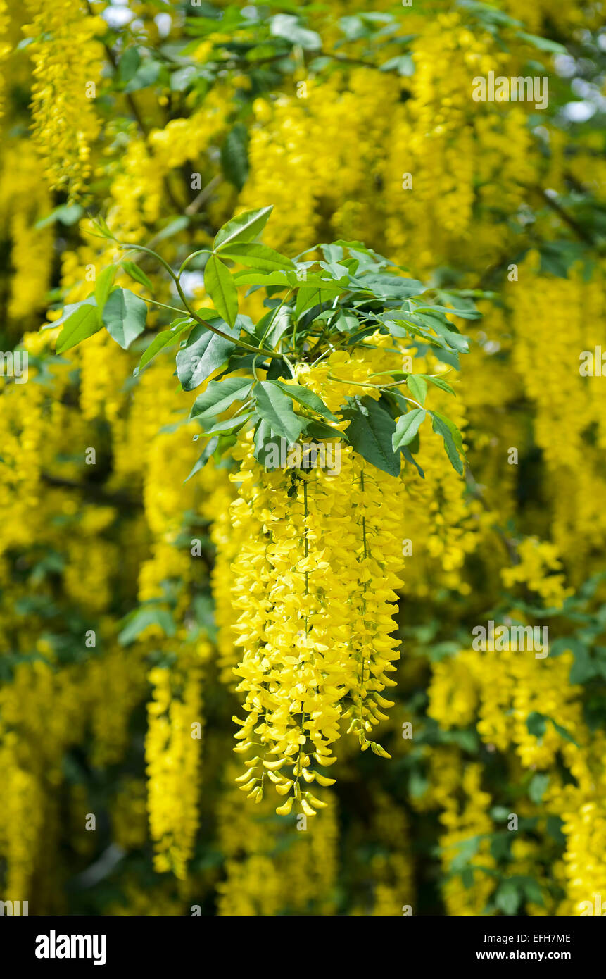 Common laburnum Laburnum anagyroides in full flower Stock Photo - Alamy