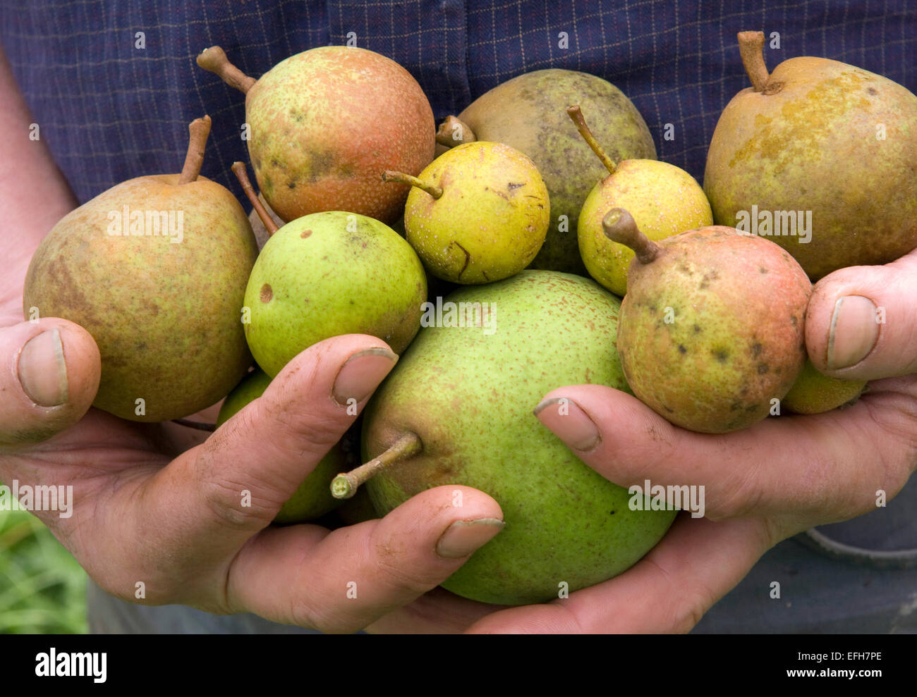 A selection of pears of different varieties, grown in different ...