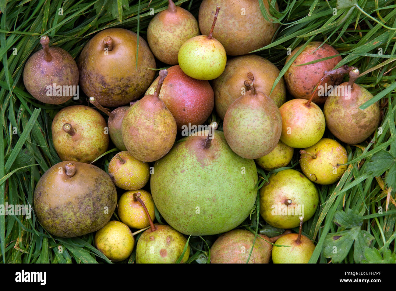 A selection of pears of different varieties, grown in different ...