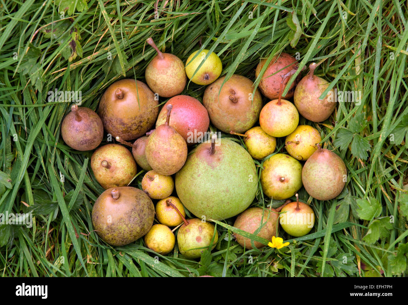 A selection of pears of different varieties, grown in different ...