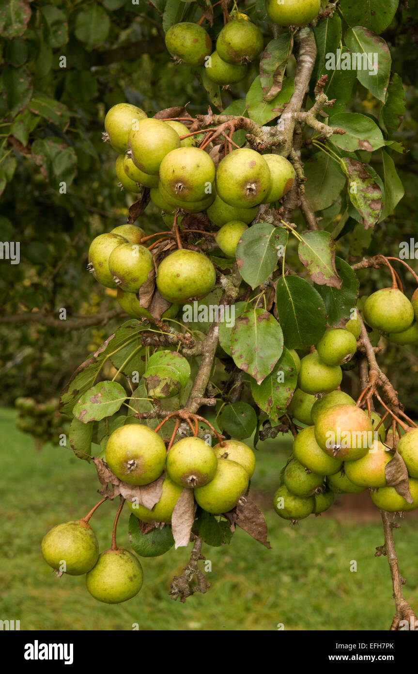 A selection of pears of different varieties, grown in different ...