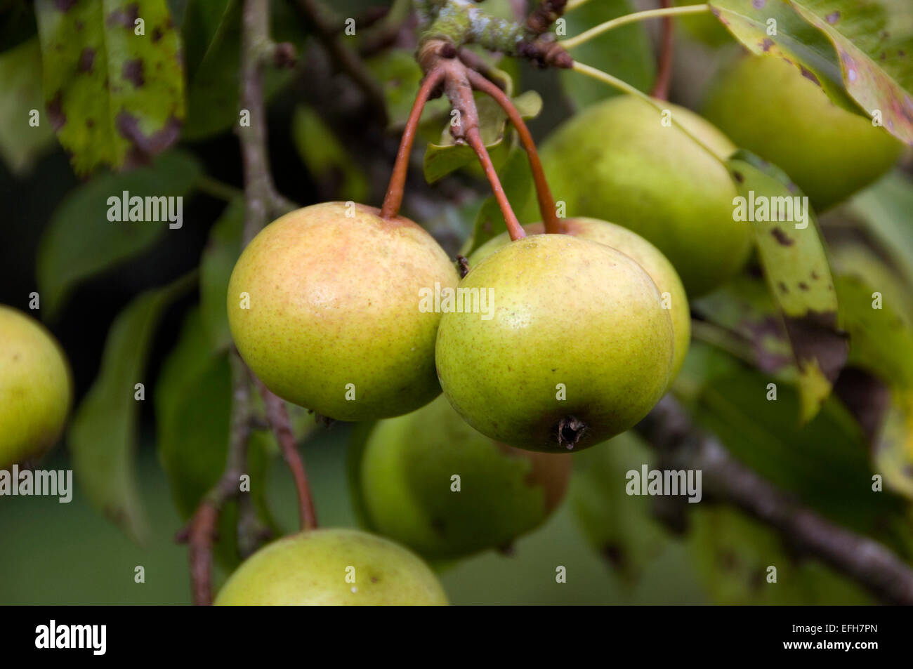 A selection of pears of different varieties, grown in different ...