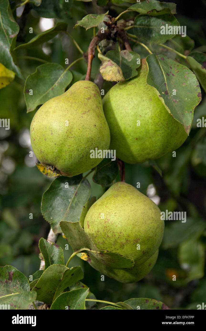A selection of pears of different varieties, grown in different ...