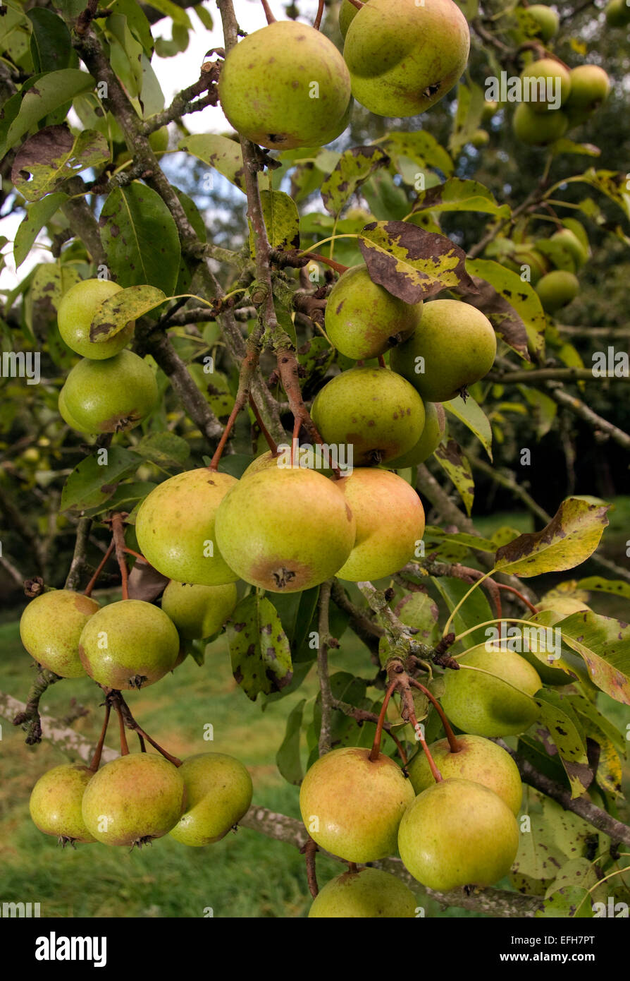 A selection of pears of different varieties, grown in different ...