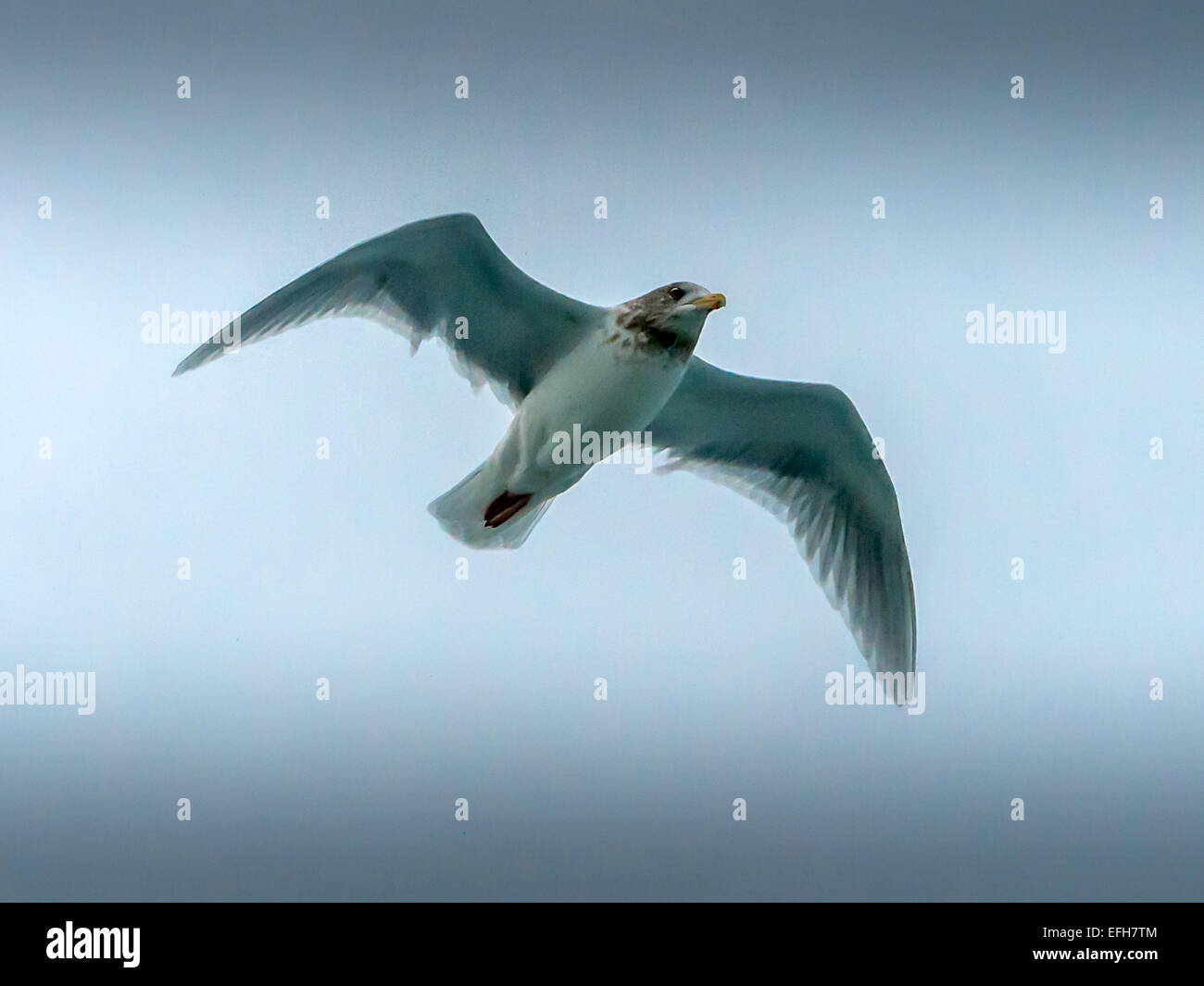 Northern hemisphere wildlife hi-res stock photography and images - Alamy