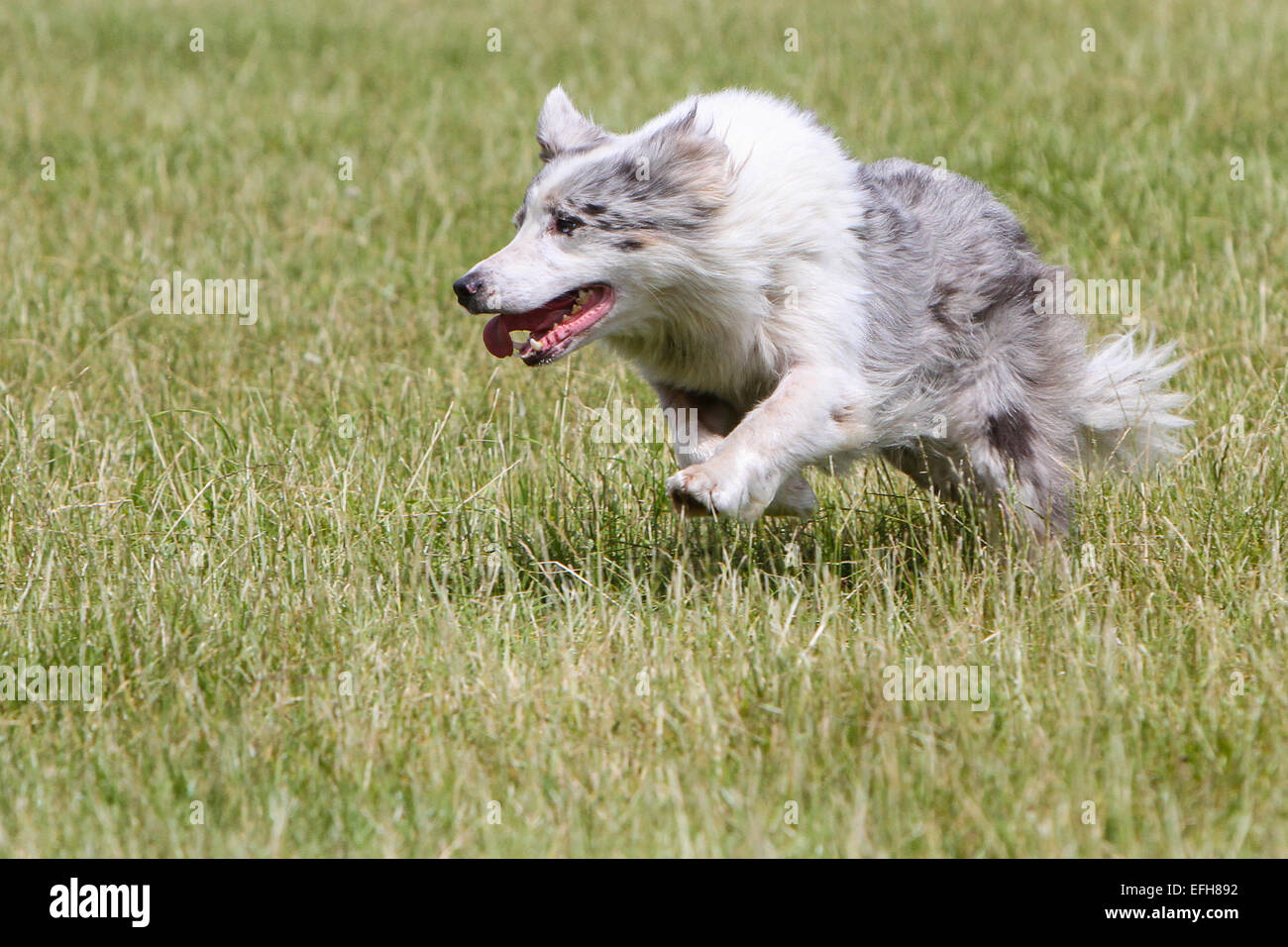 Border collie running while herding at sheep dog trials Stock Photo - Alamy Border collie running while herding at sheep dog trials Stock Photo - Alamy