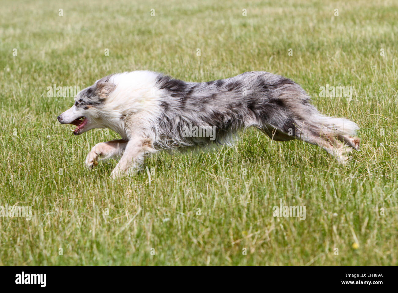 Border collie running while herding at sheep dog trials Stock Photo - Alamy