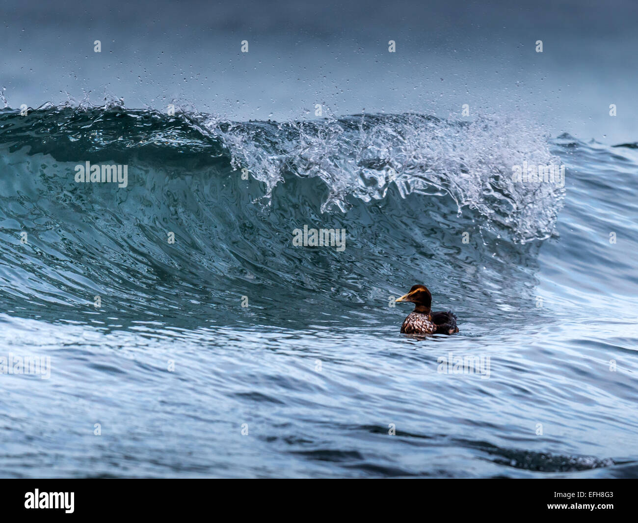 Common Eider, riding the surf in the cold waters of the Kolgrafafjorour ...