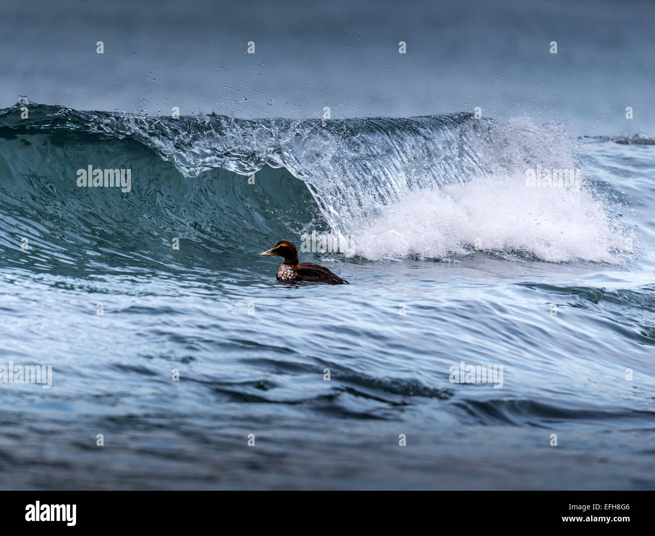 Common Eider, riding the surf in the cold waters of the Kolgrafafjorour ...