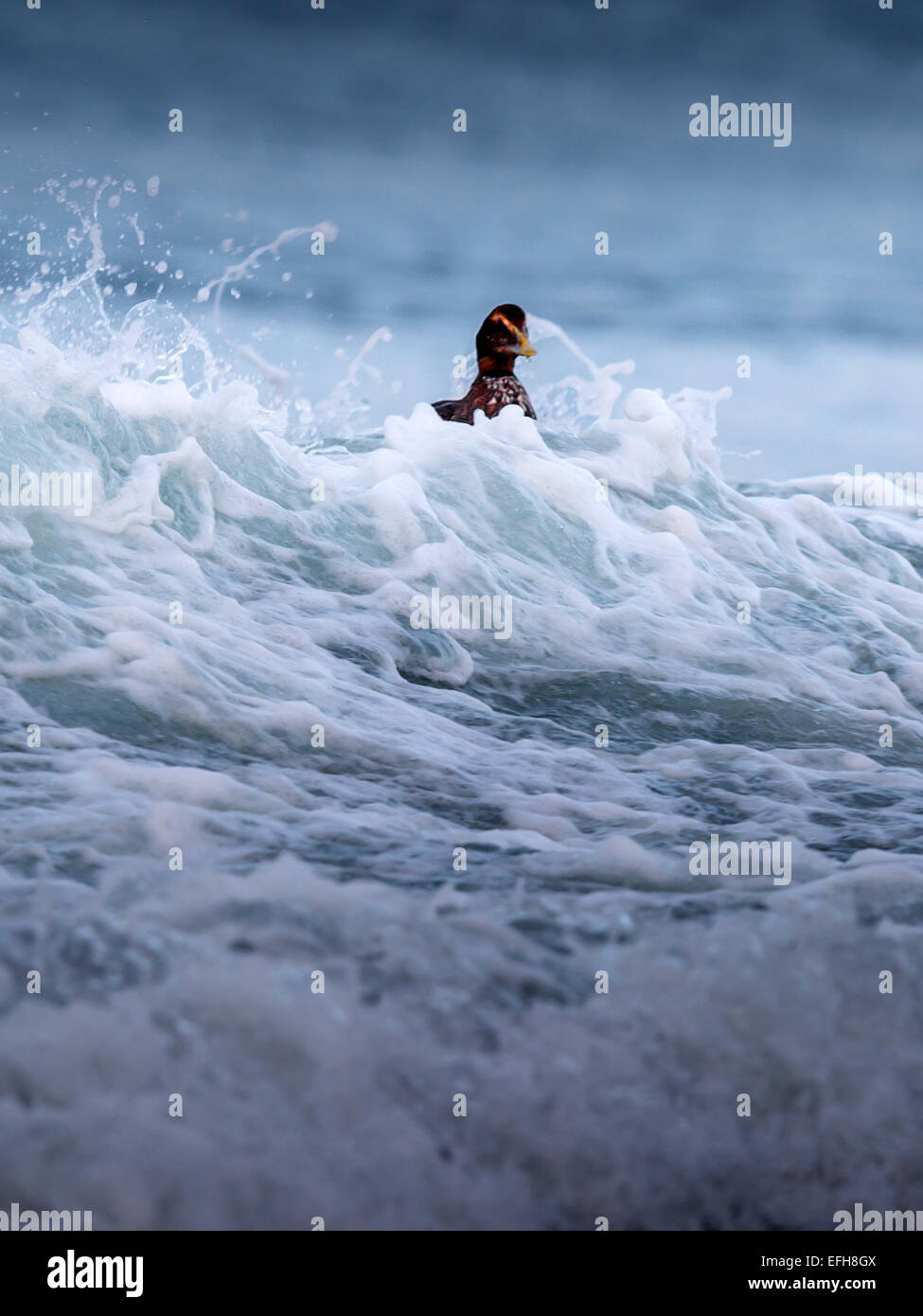 Common Eider, riding the surf in the cold waters of the Kolgrafafjorour ...