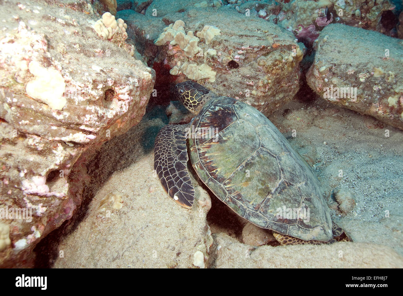Sea Turtle hiding at Hawaii coral reef Stock Photo - Alamy