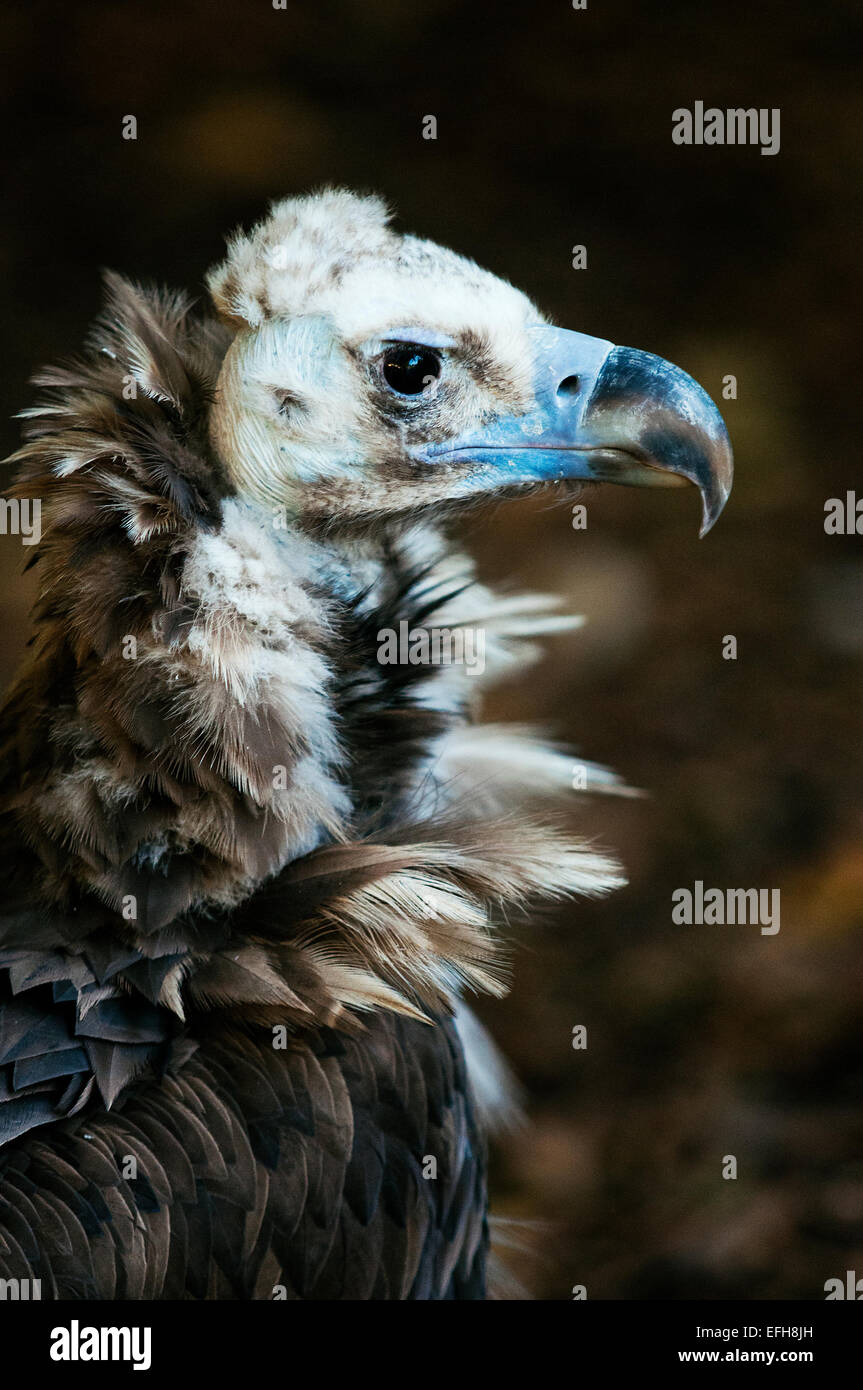 Vulture face portrait hi-res stock photography and images - Alamy