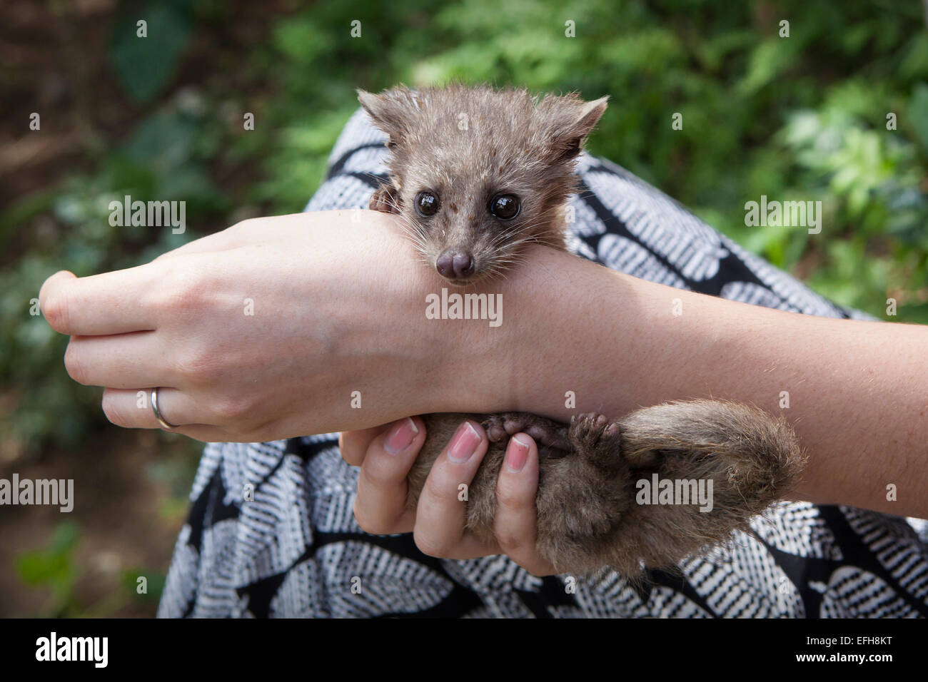 Civet Cat